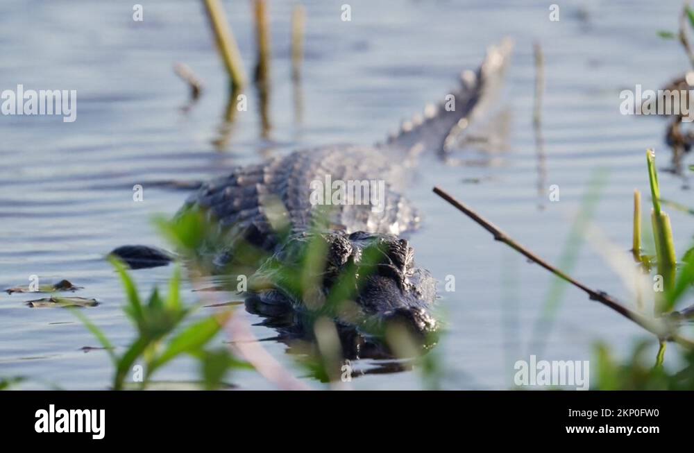 Frontal full body shot of Red Caiman lying in shallows of Ibera wetland ...