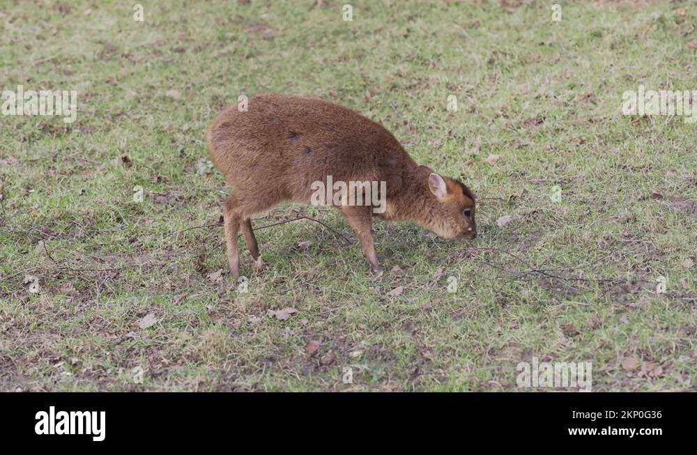 Young Muntjac Deer Foraging For Food Stock Video Footage - Alamy