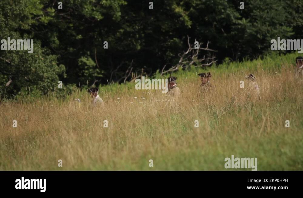 American Revolutionary War Soldiers Marching - Muskets and Black-Powder ...