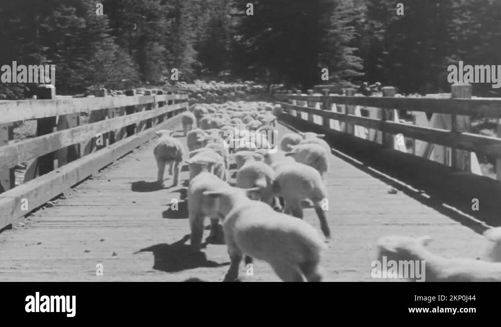 Ranch bridge Stock Videos & Footage - HD and 4K Video Clips - Alamy