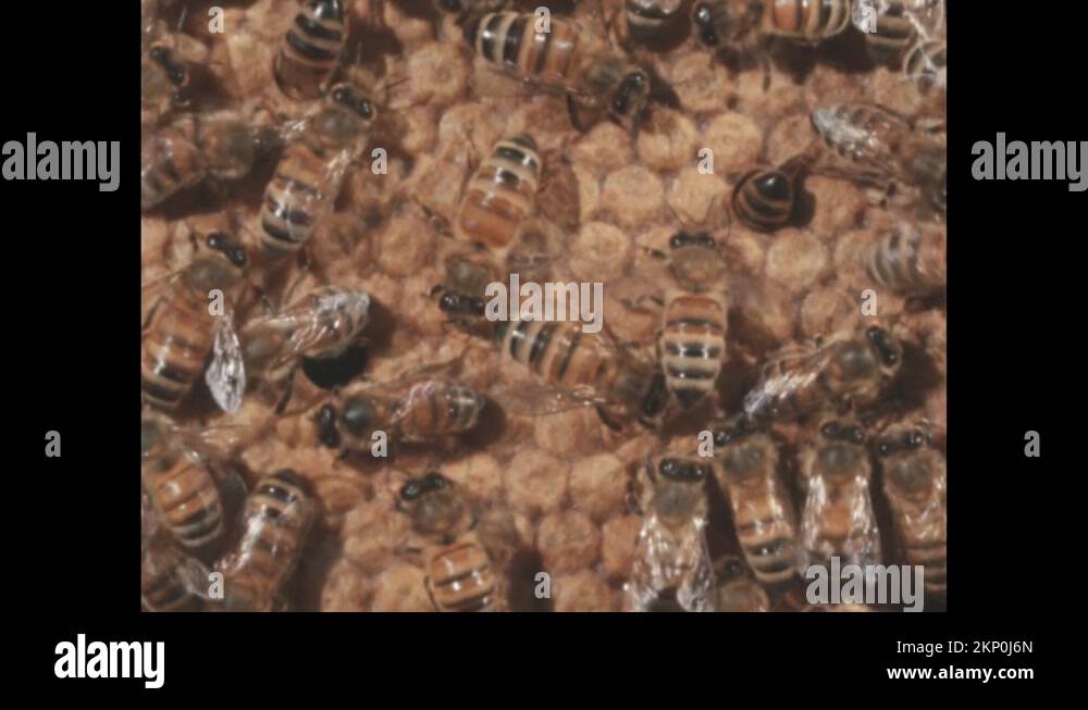 1960s: Bees swarming hive honeycomb. Beekeeper gloves poke at bees ...
