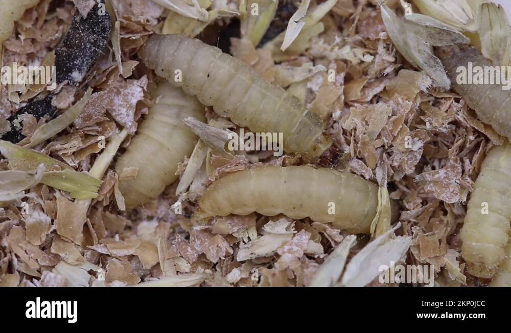 Waxworms, the larva of the Wax moth Stock Video Footage - Alamy
