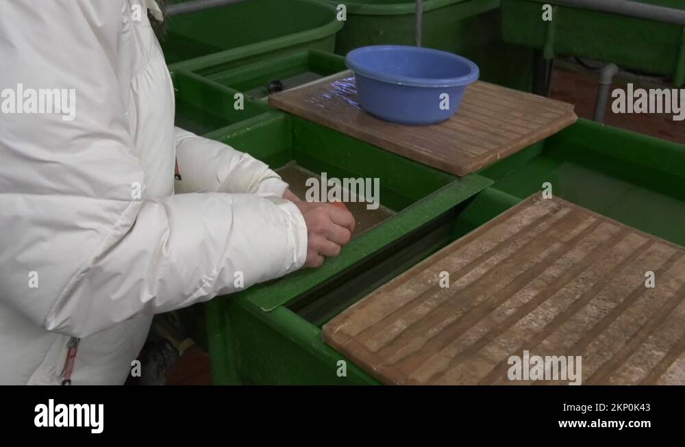 woman in fishing hatchery picking fish eggs out of sink to plastic bowl ...