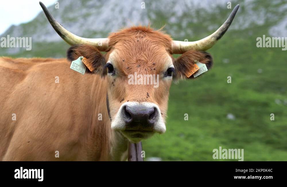 Domesticated breed Stock Videos & Footage - HD and 4K Video Clips - Alamy