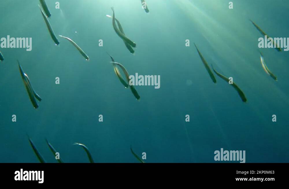 Underwater view with shoal of fish Stock Videos & Footage - HD and 4K ...