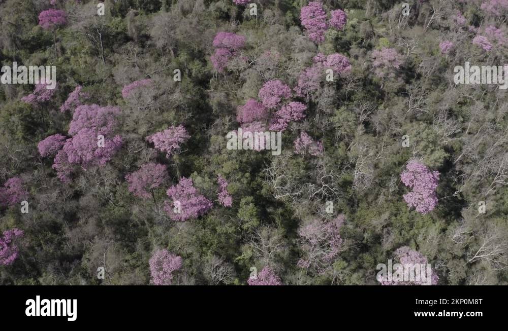Pink Ype at Pantanal - drone image moving forward showing forest Stock ...