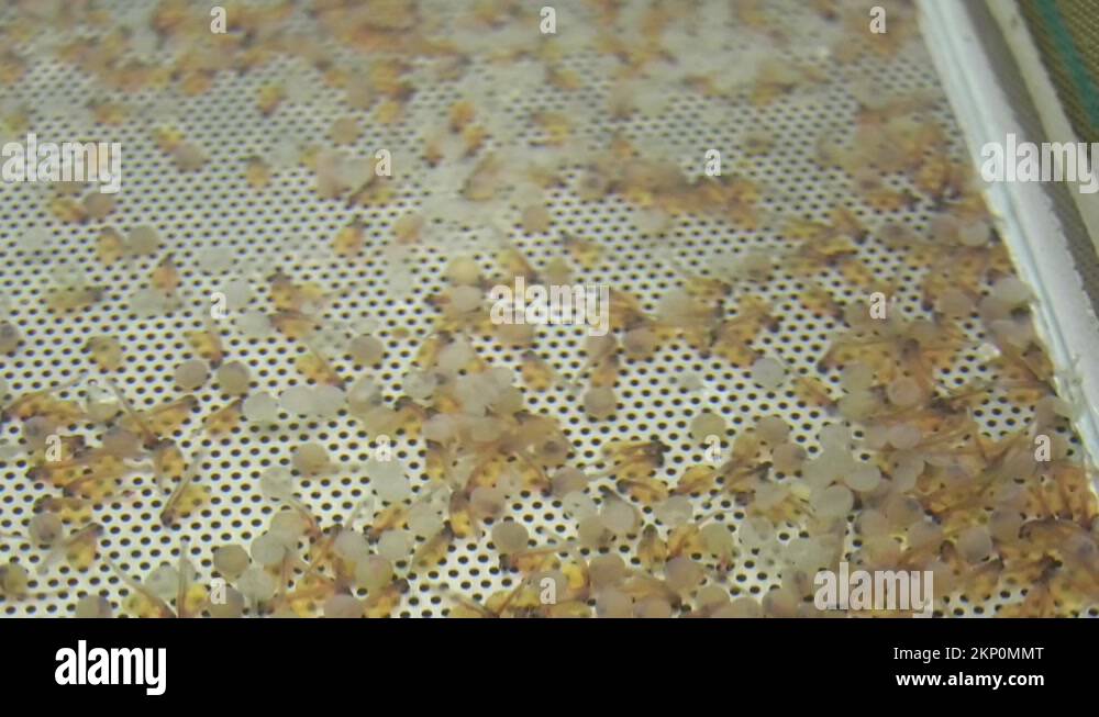 Fish hatching egg Stock Videos & Footage - HD and 4K Video Clips - Alamy