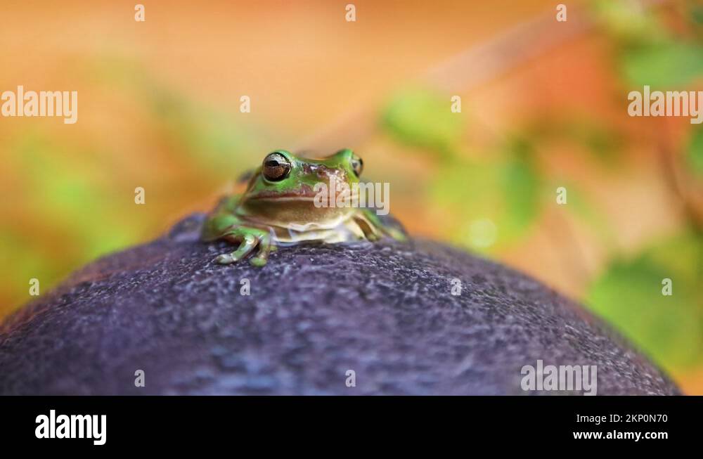 Australian Green tree frog rests in a water feature - slow motion Stock ...