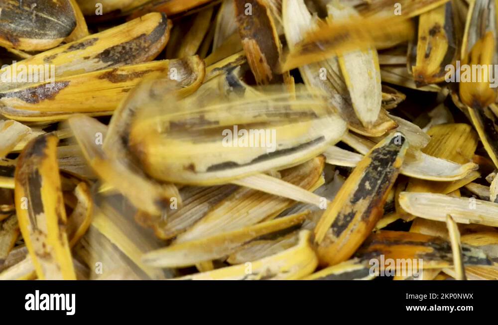 Seed shells Stock Videos & Footage - HD and 4K Video Clips - Alamy