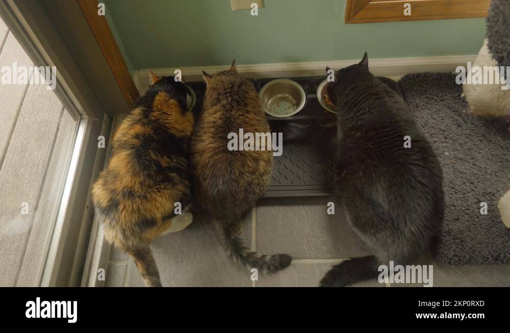 Domestic kitten side view head Stock Videos & Footage - HD and 4K Video ...