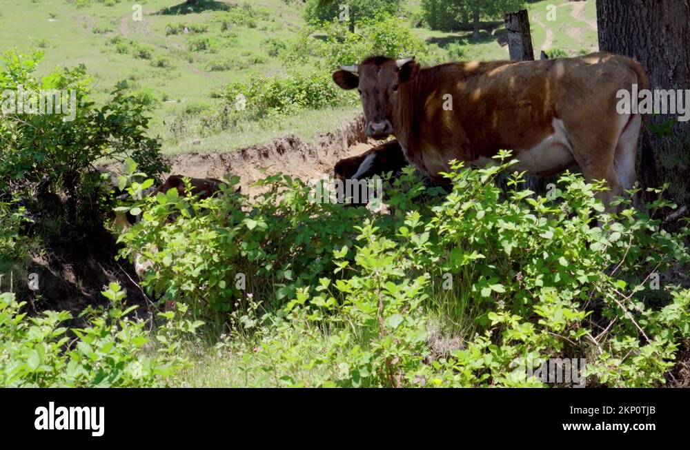 Forestry weed Stock Videos & Footage - HD and 4K Video Clips - Alamy