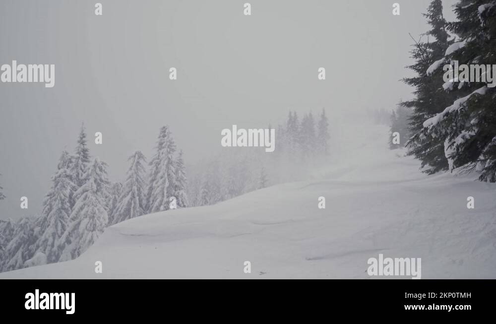 Snow flakes falling in the pine tree forest , dangerous weather in the ...