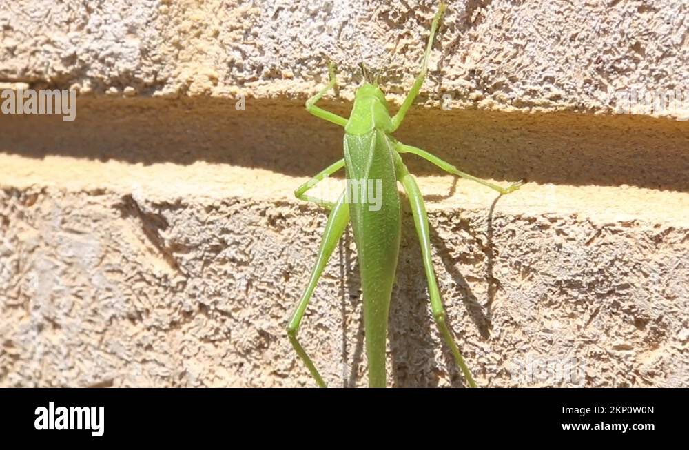 Locust insect antenna Stock Videos & Footage - HD and 4K Video Clips ...