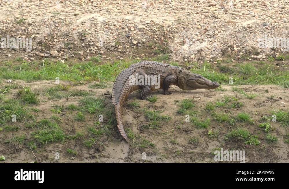 Crocodile crawling Stock Videos & Footage - HD and 4K Video Clips - Alamy