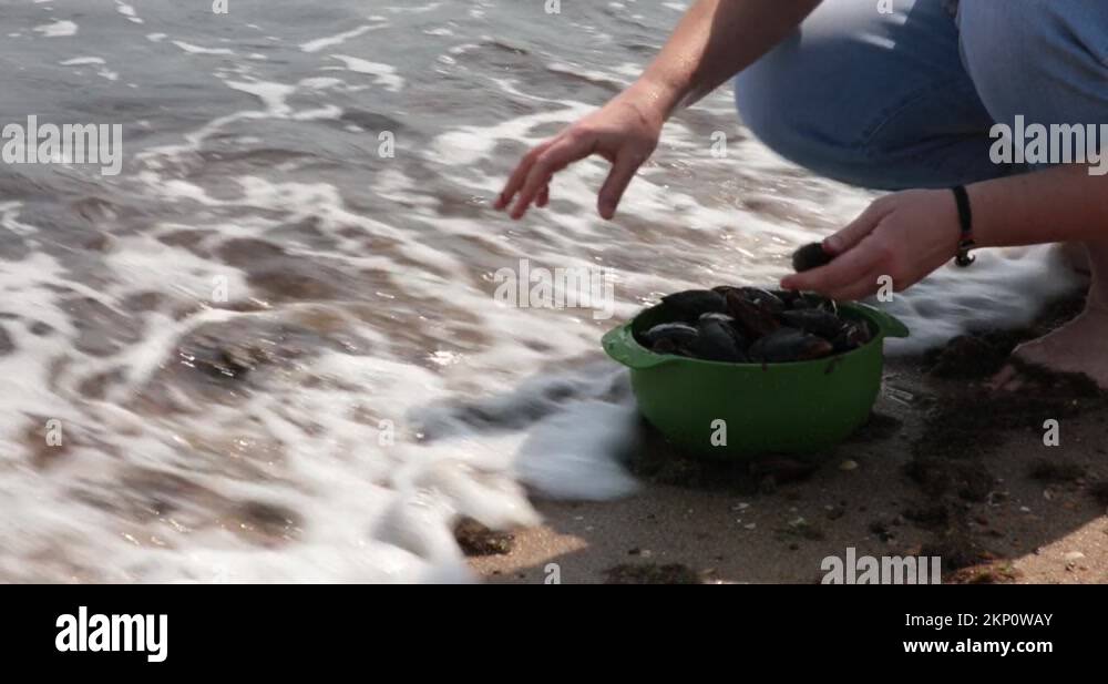 Woman hands wash and clean mussels in bowl with sea water in surf on ...