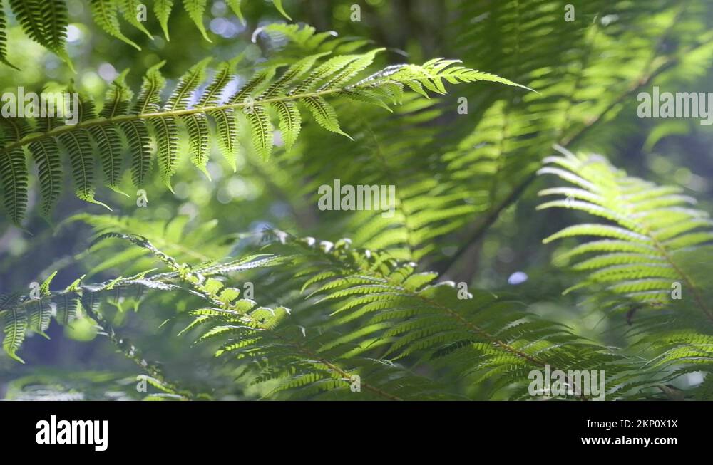 Backlit fern leaves Stock Videos & Footage - HD and 4K Video Clips - Alamy