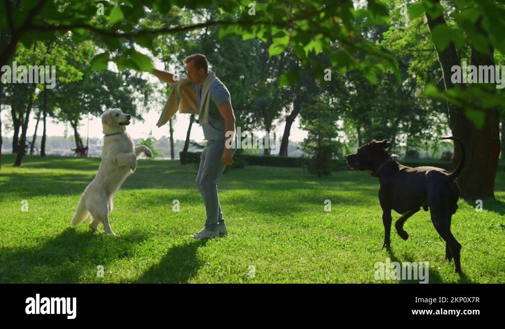 Man train dog Stock Videos & Footage - HD and 4K Video Clips - Alamy