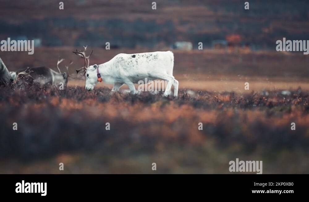 A close-ur the two young reindeer fighting, clashing their antlers then ...