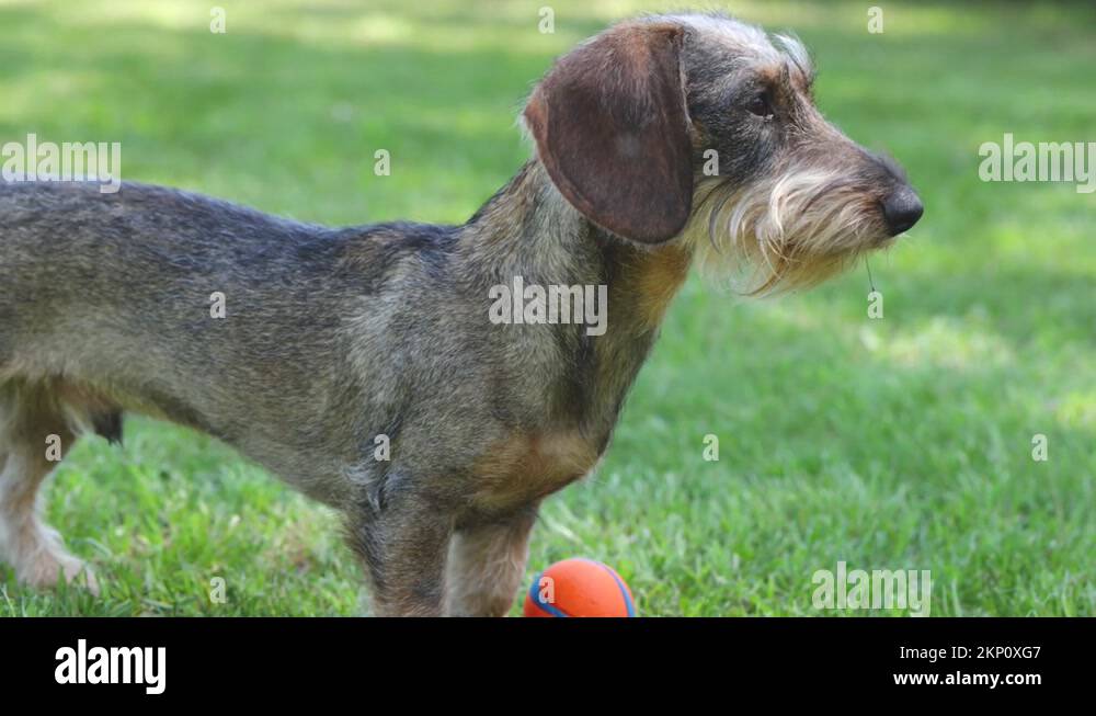 Dash the puppy Stock Videos & Footage - HD and 4K Video Clips - Alamy