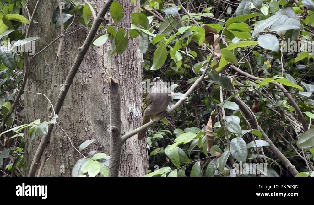 Oriental, dainty, small-headed olive-winged bulbul, pycnonotus plumosus ...