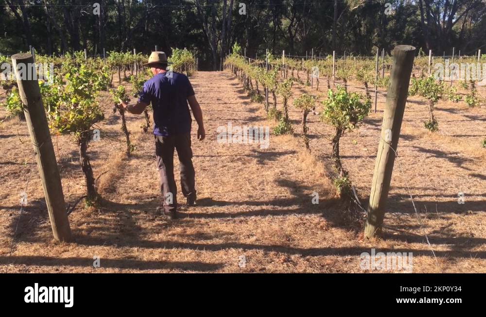 Australian farmer Stock Videos & Footage - HD and 4K Video Clips - Alamy