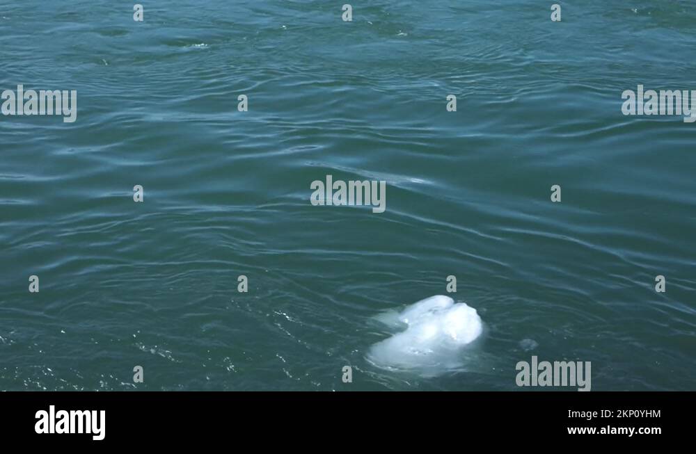 Floe on sea Stock Videos & Footage - HD and 4K Video Clips - Alamy