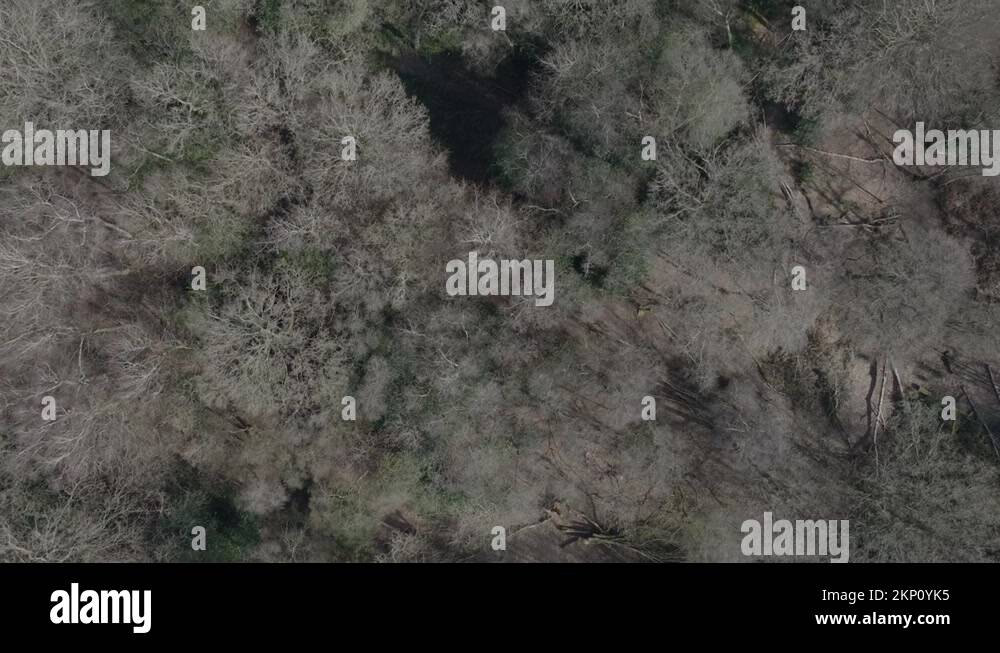 Ancient Woodland, Winter Tree Canopy, Aerial, Bird's-Eye-View, Overhead ...