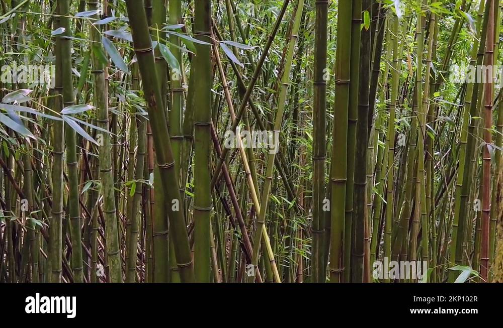Forest of bamboo plants Stock Videos & Footage - HD and 4K Video Clips ...