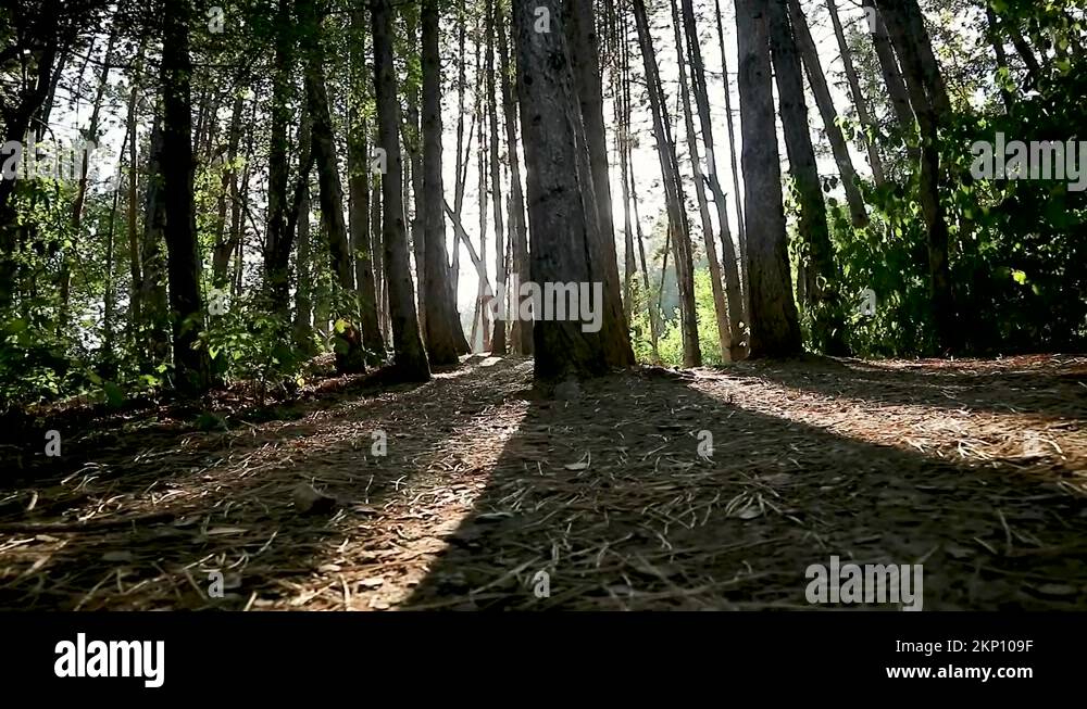 Forest haze beams light Stock Videos & Footage - HD and 4K Video Clips ...