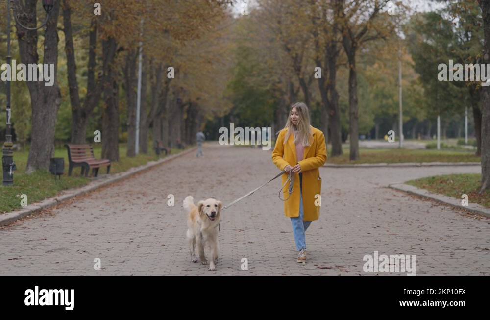 French retriever Stock Videos & Footage - HD and 4K Video Clips - Alamy