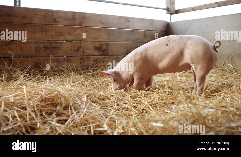 Pig in hay Stock Videos & Footage - HD and 4K Video Clips - Alamy