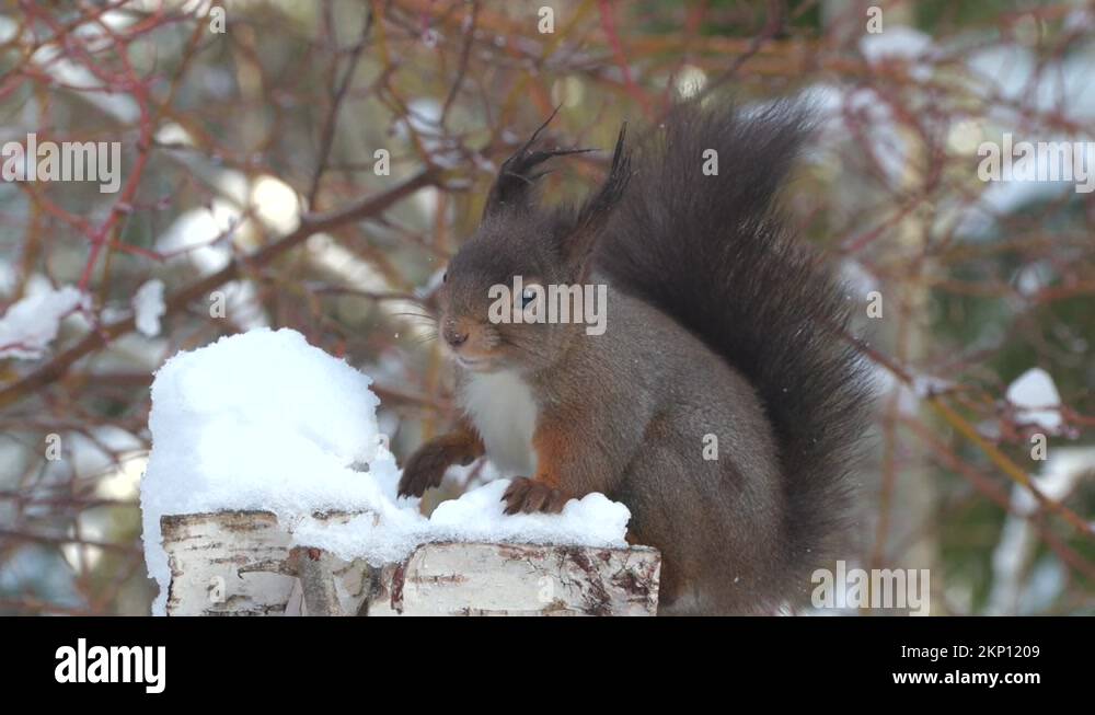 cute red squirrel animal watching turning natural world norway Stock Video Footage - Alamy