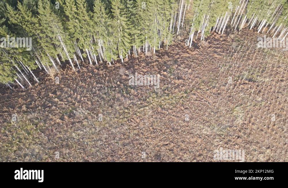 Reforestation biodiversity Stock Videos & Footage - HD and 4K Video ...