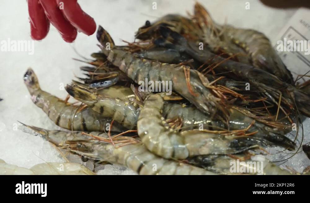 Close-up sorting and packing fresh raw shrimp prawns on ice Stock Video ...