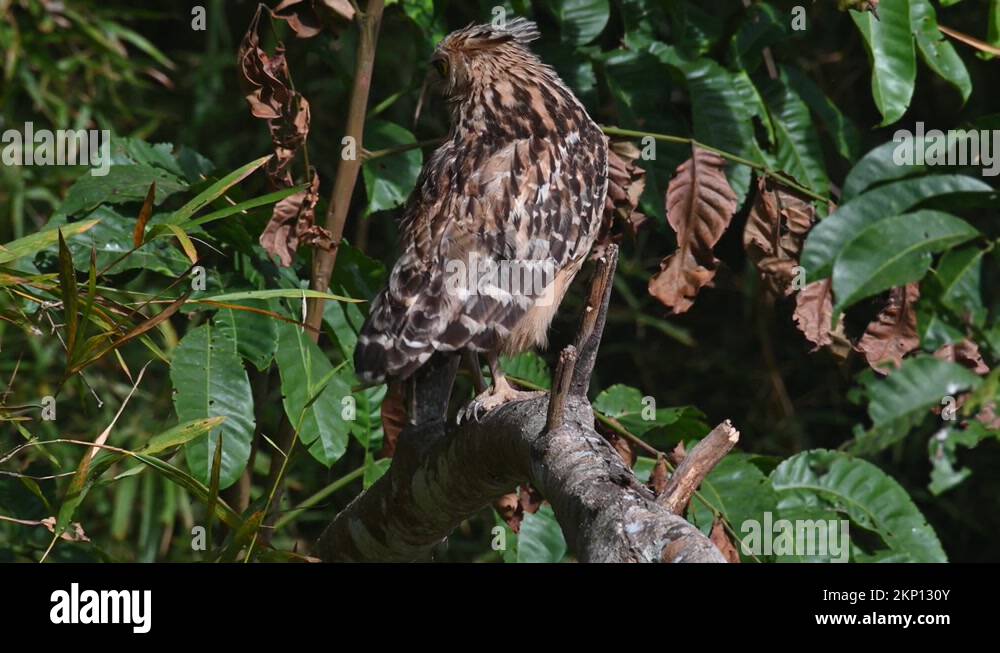 Buffy Fish Owl Ketupa ketupu seen on the branch as it seriously preens ...
