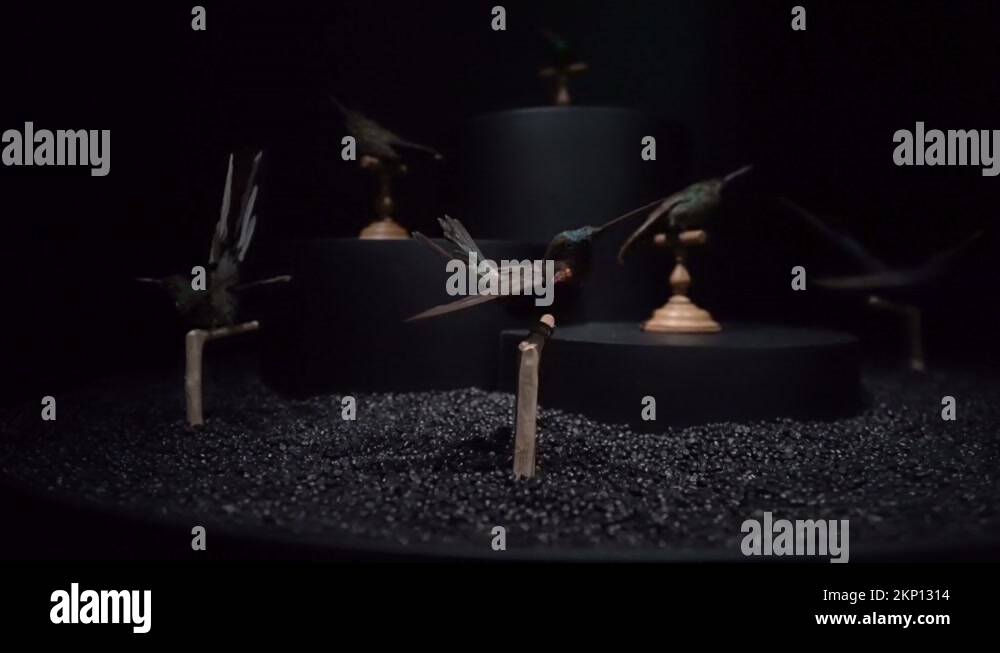 Rotating Stuffed Humming-bird Display at Musée des Confluences in Lyon ...