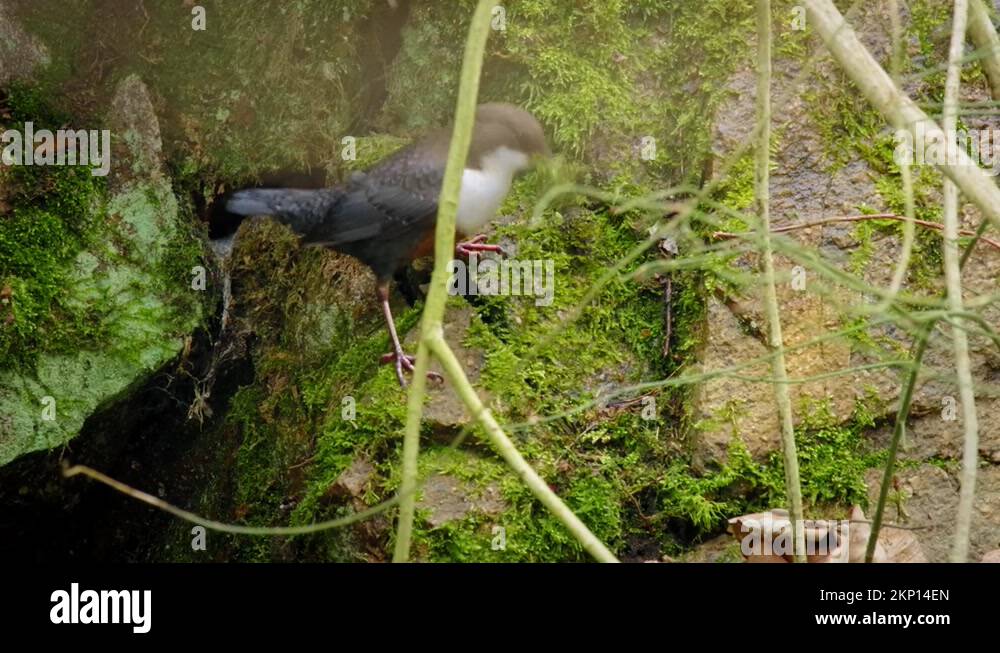 Collecting moss for nesting material Stock Videos & Footage - HD and 4K ...