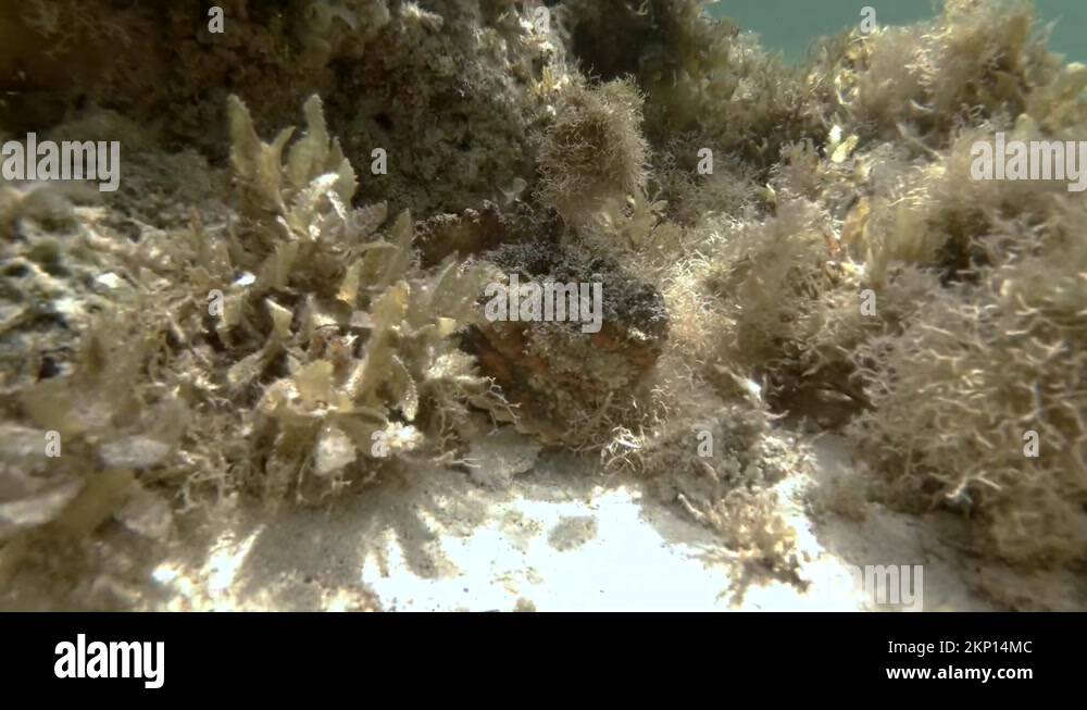 Seaweed fish in sea animals in wild Stock Videos & Footage - HD and 4K ...