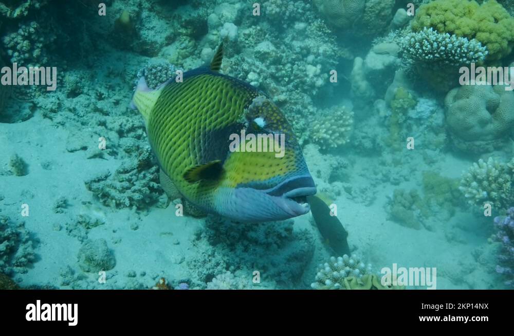 The titan of the seas Stock Videos & Footage - HD and 4K Video Clips ...