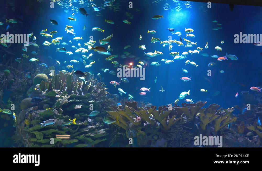 Valencias Stock Videos & Footage - HD and 4K Video Clips - Alamy