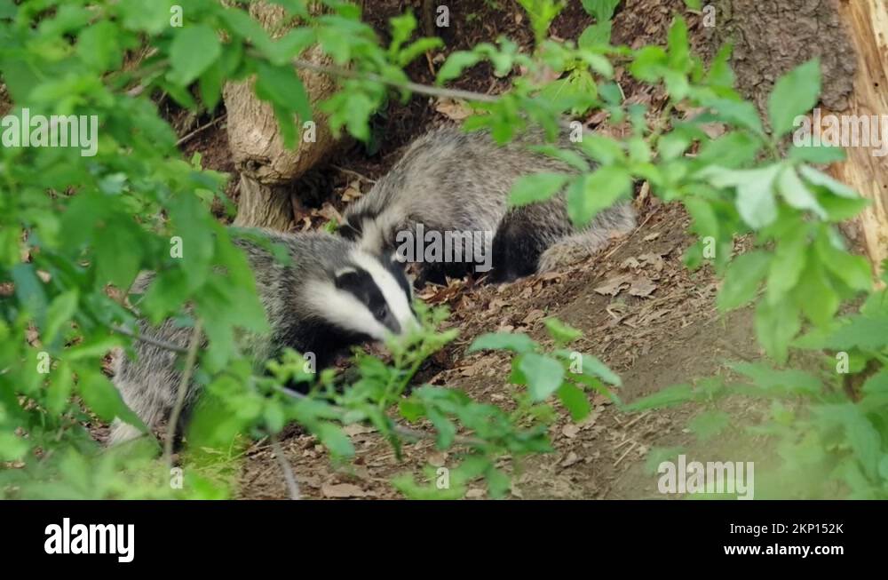 European badger (Meles meles) foraging for food in the forest Stock ...