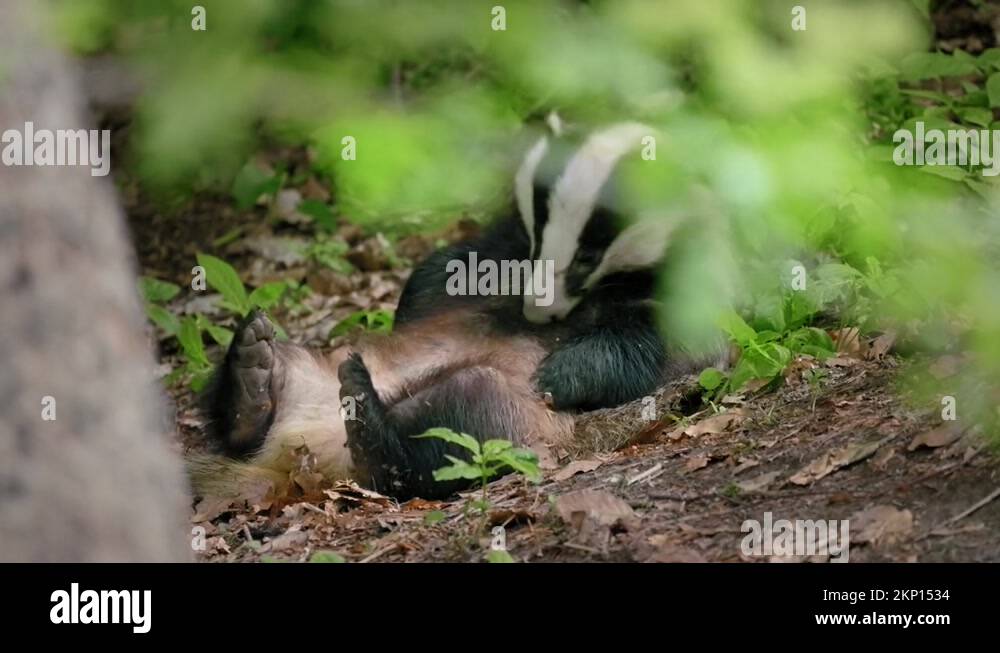 Badger hair meles meles Stock Videos & Footage - HD and 4K Video Clips ...