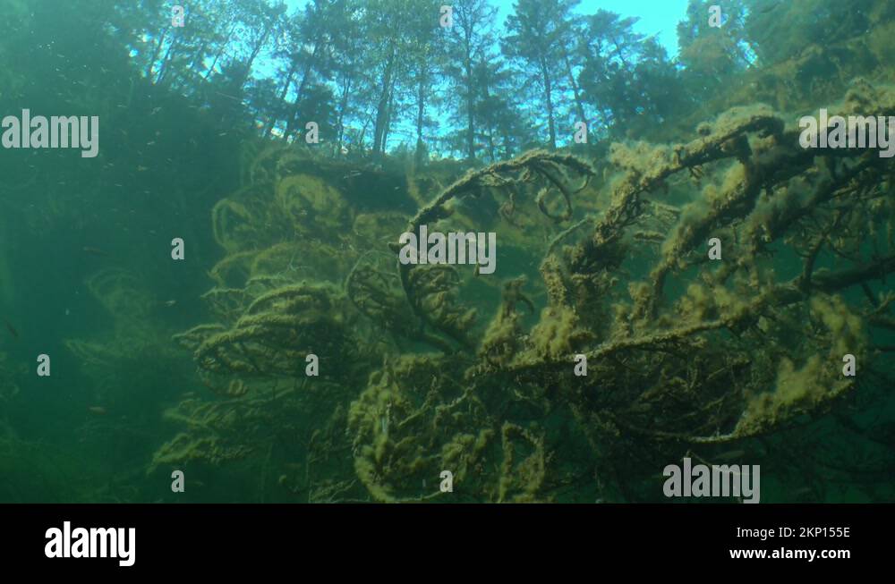 Branches of sunken tree in bottom of a clear-watered lake. Snell's ...