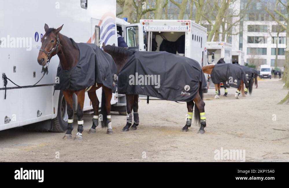 Police animals Stock Videos & Footage - HD and 4K Video Clips - Alamy