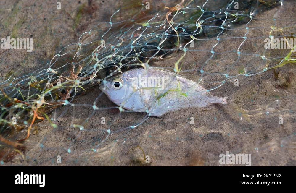 Trawl gear Stock Videos & Footage - HD and 4K Video Clips - Alamy