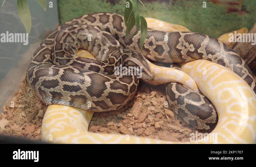 Rock python Stock Videos & Footage - HD and 4K Video Clips - Alamy