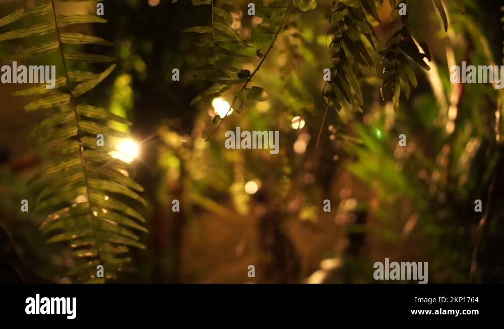 Fern garden architecture Stock Videos & Footage - HD and 4K Video Clips ...