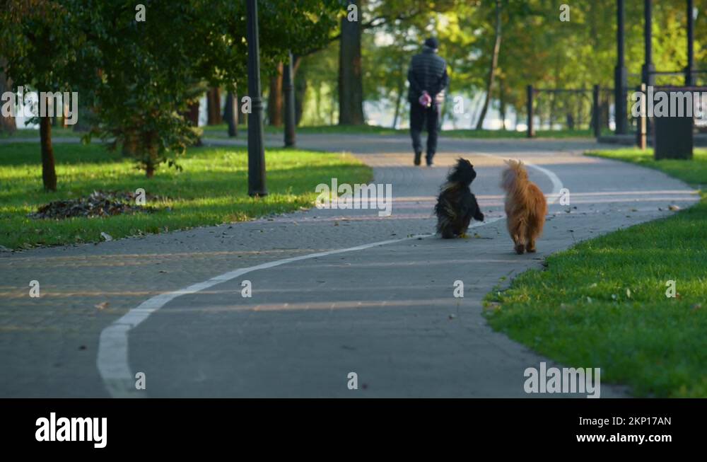 Pets running Stock Videos & Footage - HD and 4K Video Clips - Alamy