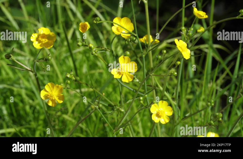 Bright yellow buttercups Stock Videos & Footage - HD and 4K Video Clips ...