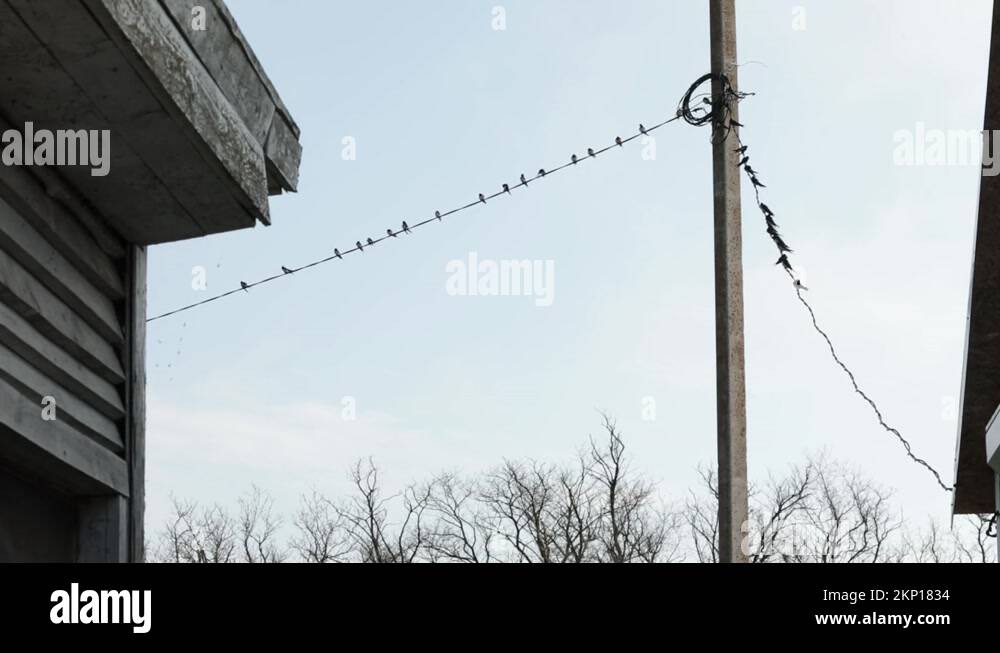 Swallows sit on wires in spring. Flock of swallows in clear sky. Birds ...